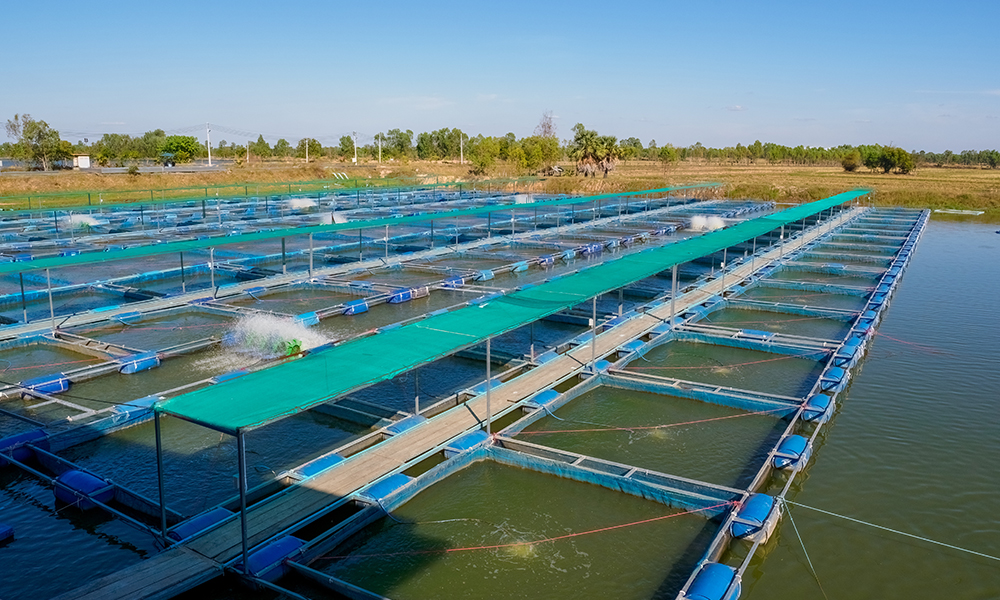 A Day in the Life: How AQUA Sightline Transforms Your Fish Farming - Sightline Systems ...